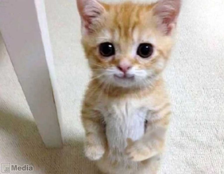 Siapa Dudul Kucing TikTok? Begini Cara Membuatnya