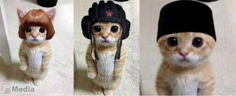 Siapa Dudul Kucing TikTok? Begini Cara Membuatnya