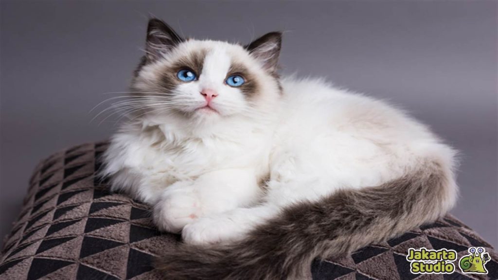 10 Jenis Kucing Tercantik di Dunia yang Harus Kalian Ketahui