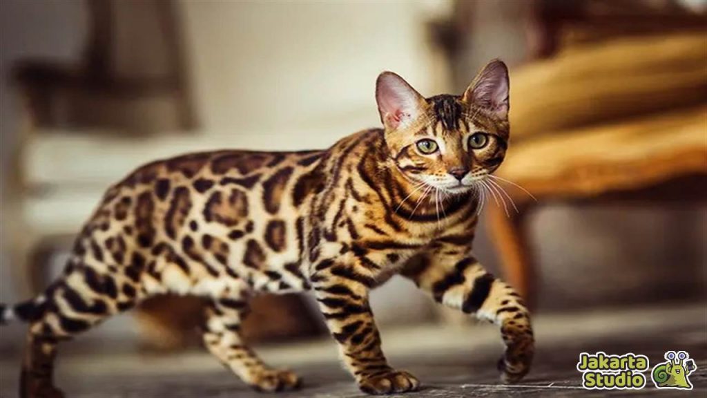 10 Jenis Kucing Tercantik di Dunia yang Harus Kalian Ketahui