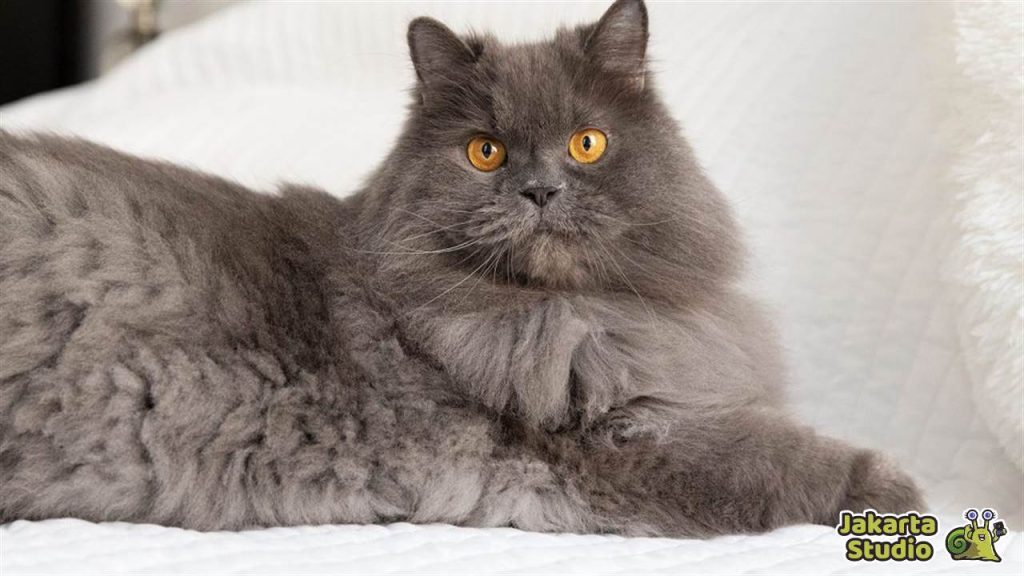 10 Jenis Kucing Tercantik di Dunia yang Harus Kalian Ketahui